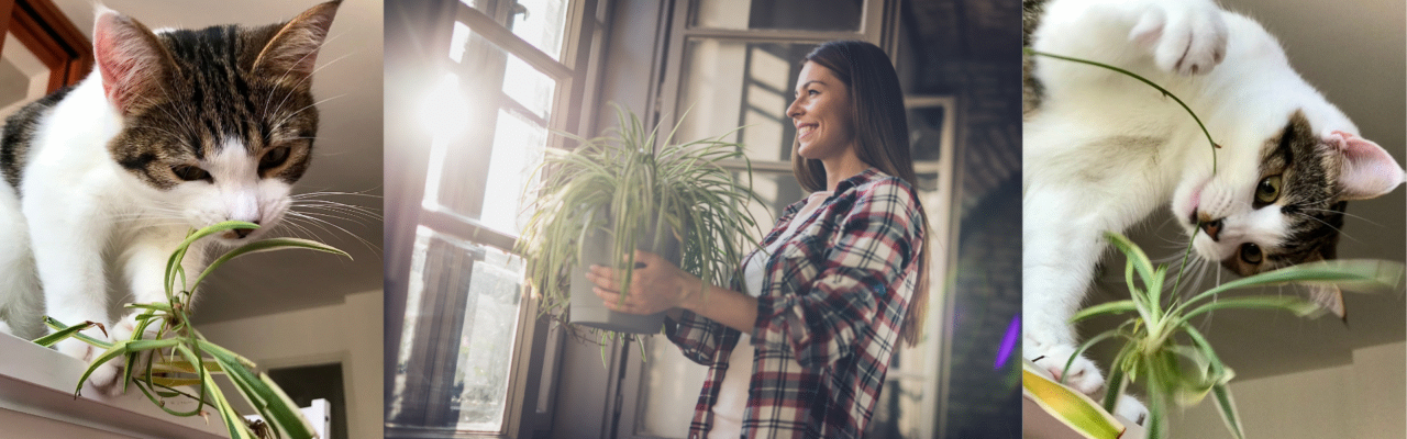 How To Spider Plant - How To Gro