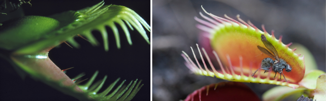 Complete Guide to Caring for your Venus Fly Trap: Growing and Basic ...
