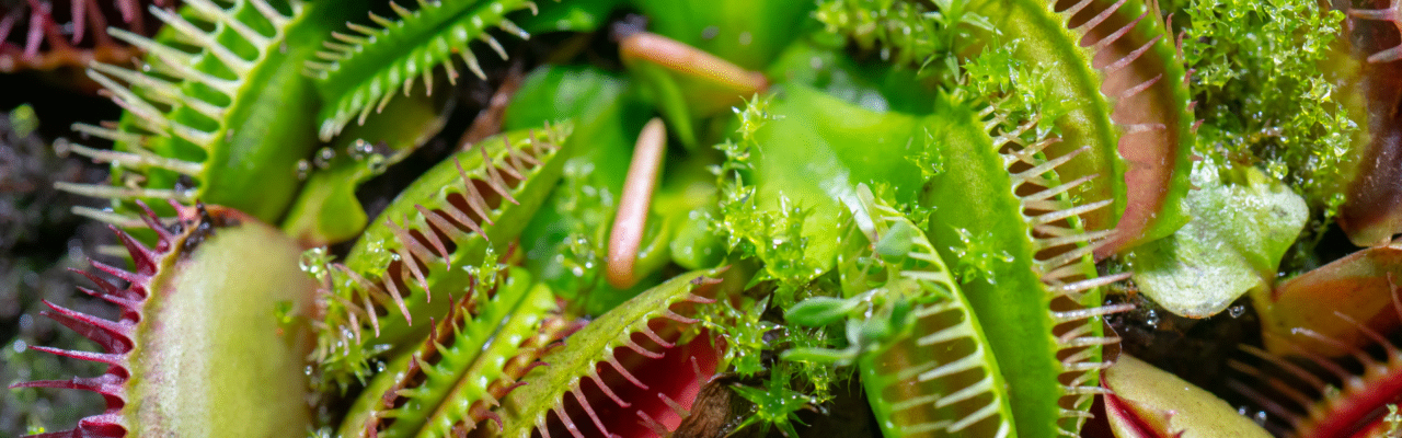 Complete Guide to Caring for your Venus Fly Trap: Growing and Basic ...